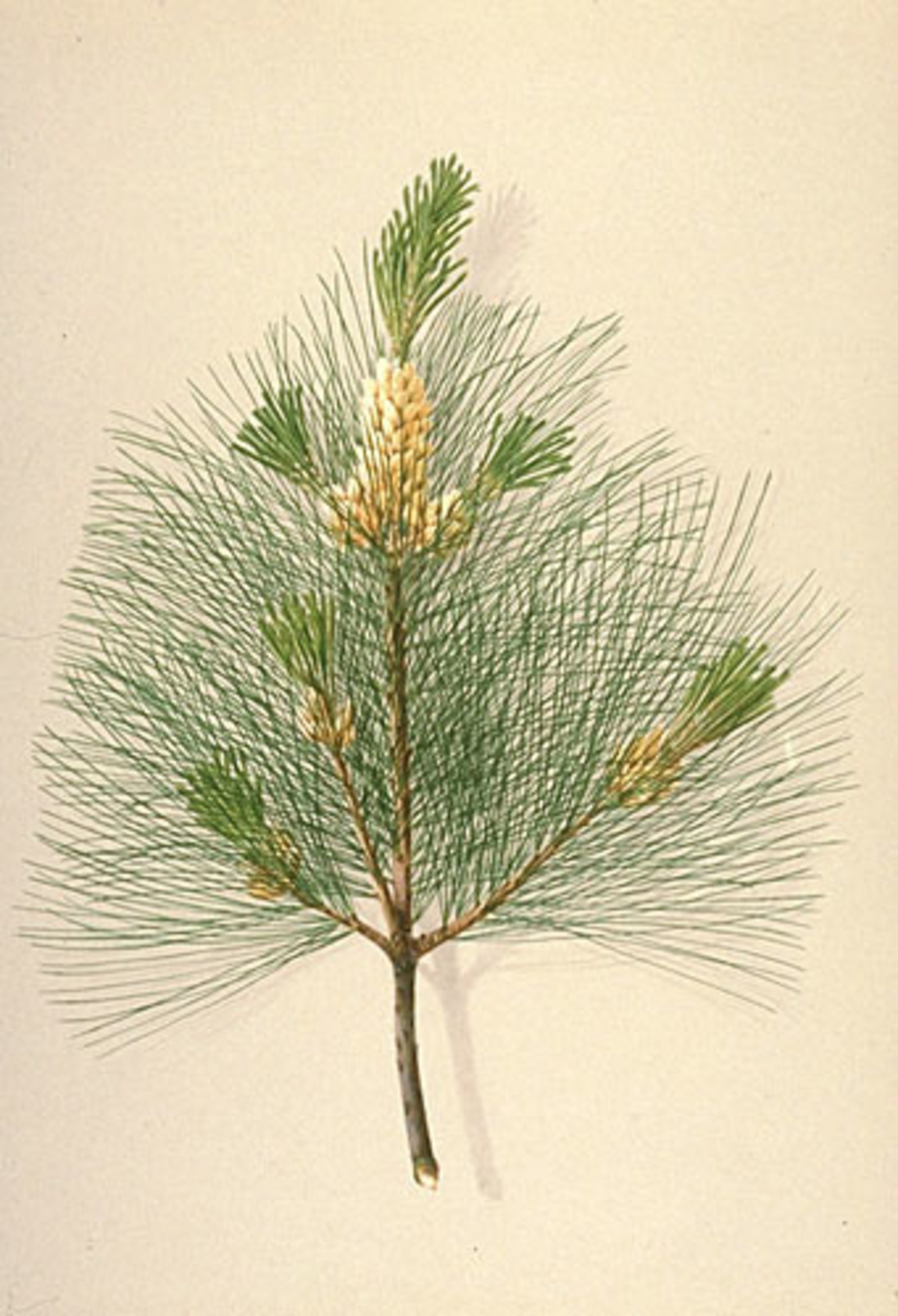 Pin blanc - «Pinus strobus» - Lyman, Abigail | Collections | MNBAQ