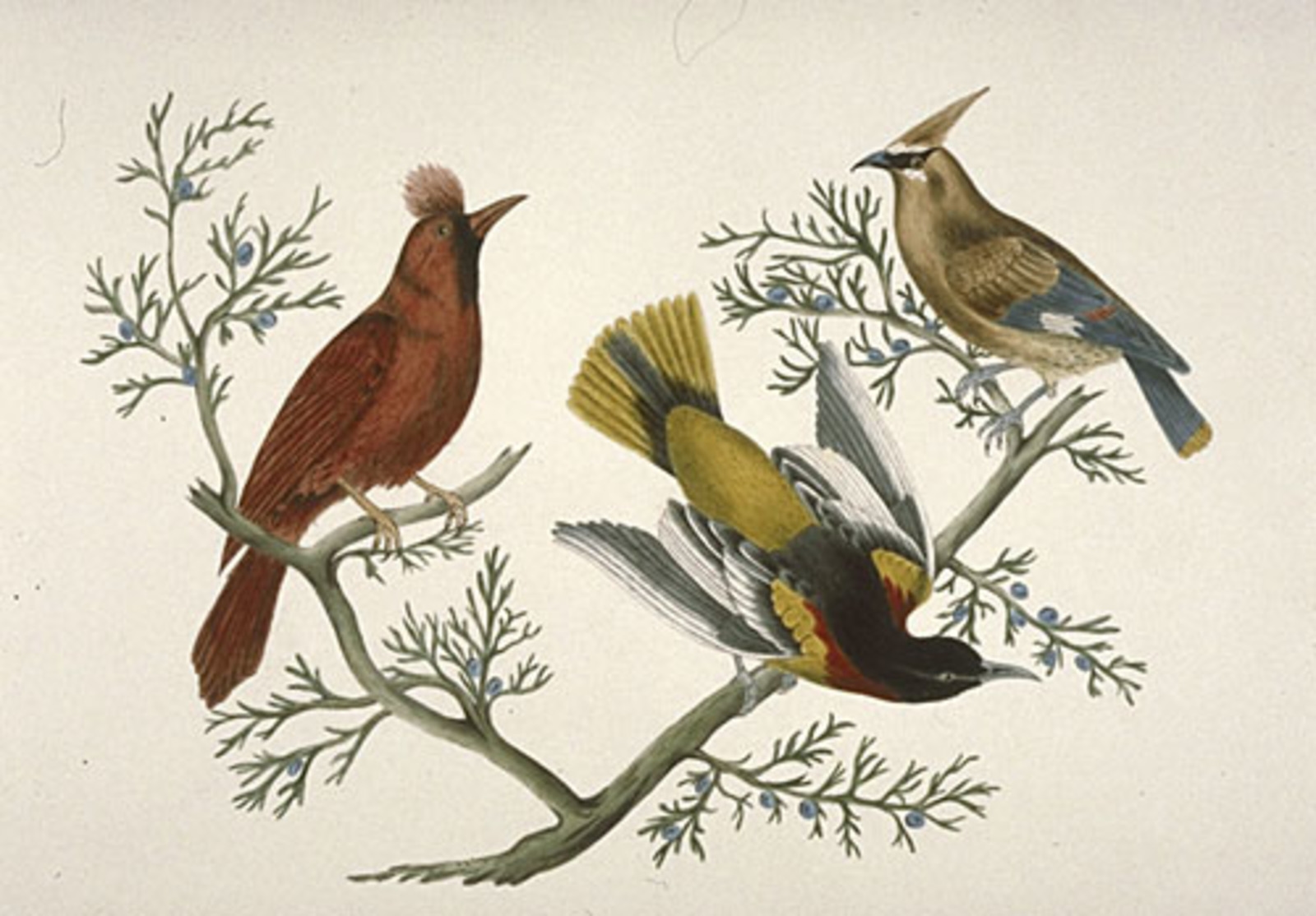 Trois Oiseaux sur une branche de genévrier - Lyman, Abigail | Collections | MNBAQ